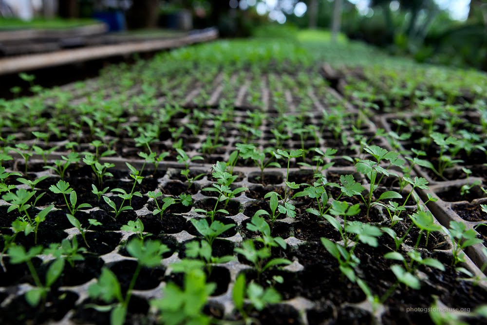 Melendres Farm || Antipolo, Rizal