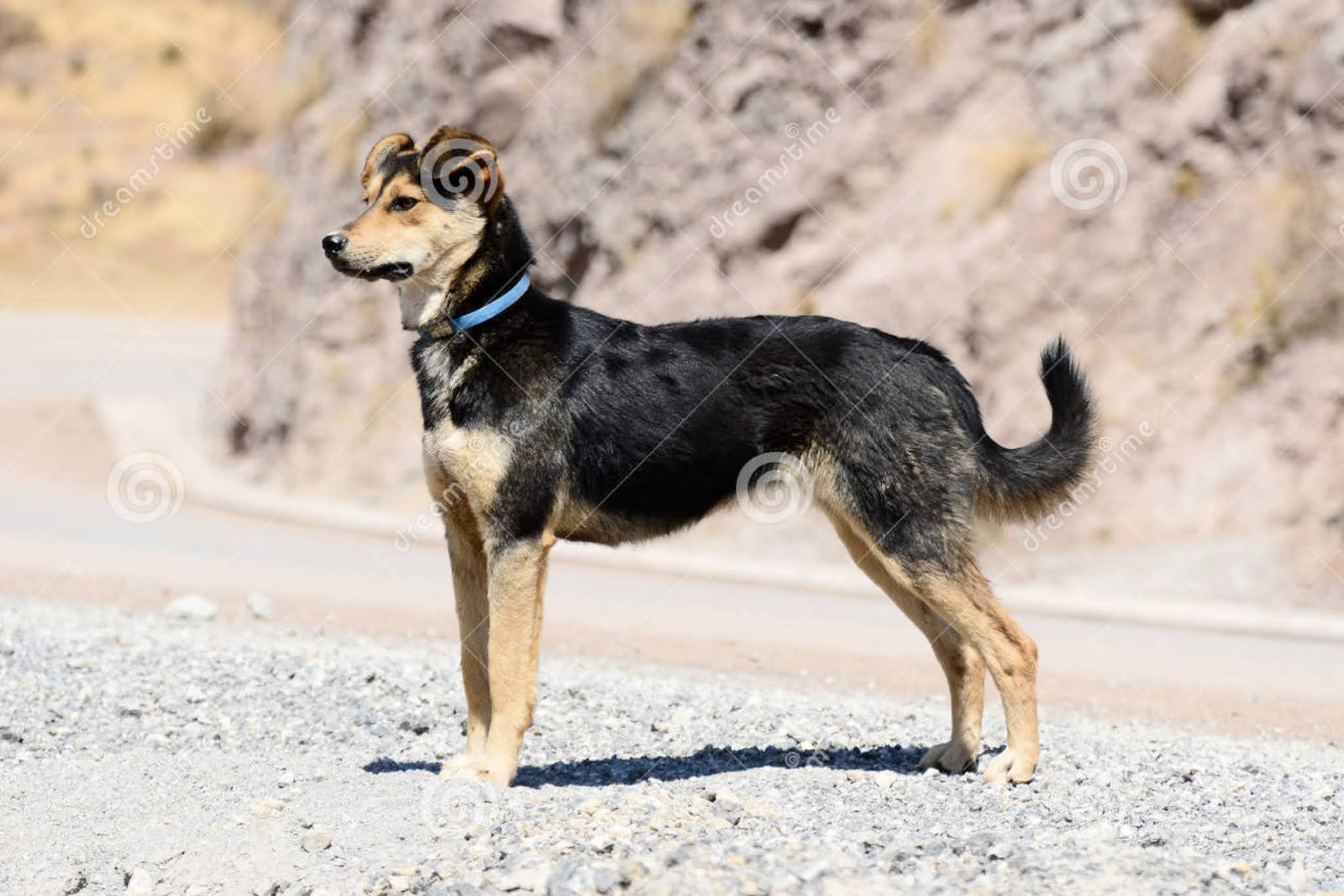 Qhapaq Ñan - El Gran Camino Andino: 5 razas de perros Peruanos - El ...