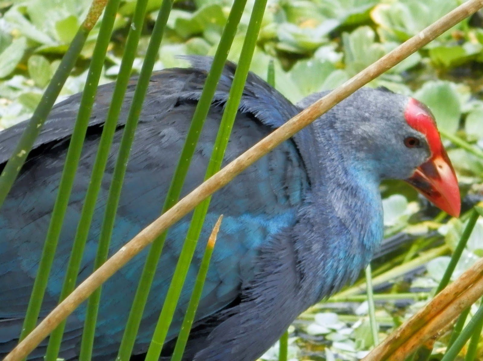 amateurnithologist: Purple Swamp Hen!