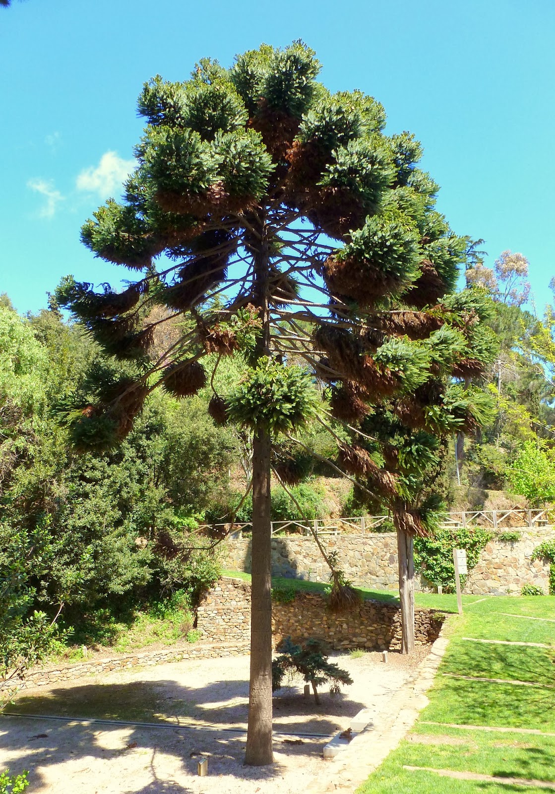 Árboles con alma: Araucaria australiana. Pino "Bunya" (Araucaria bidwillii)