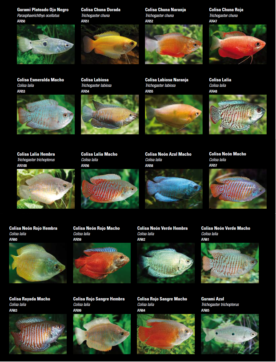 Catalogo Peces