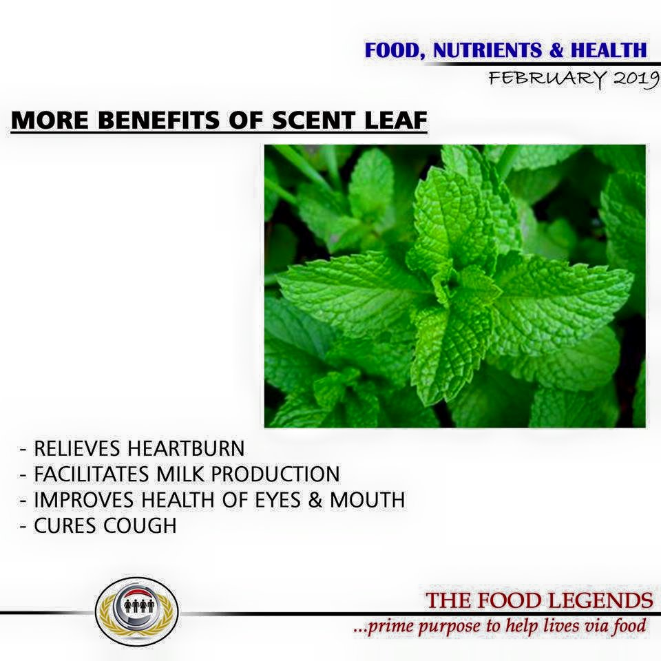More Benefits of Scent Leaf - The Food Legends