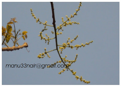 papanasini: INDIAN HOG PLUM (AMBAZHAM)