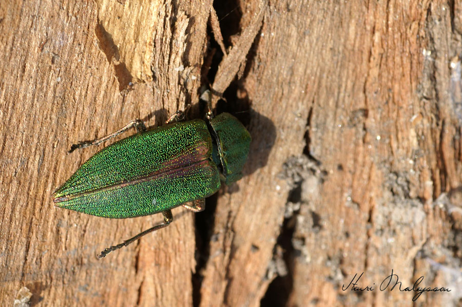 Photos araignées insectes fleurs henri maleysson: Quelques insectes ...