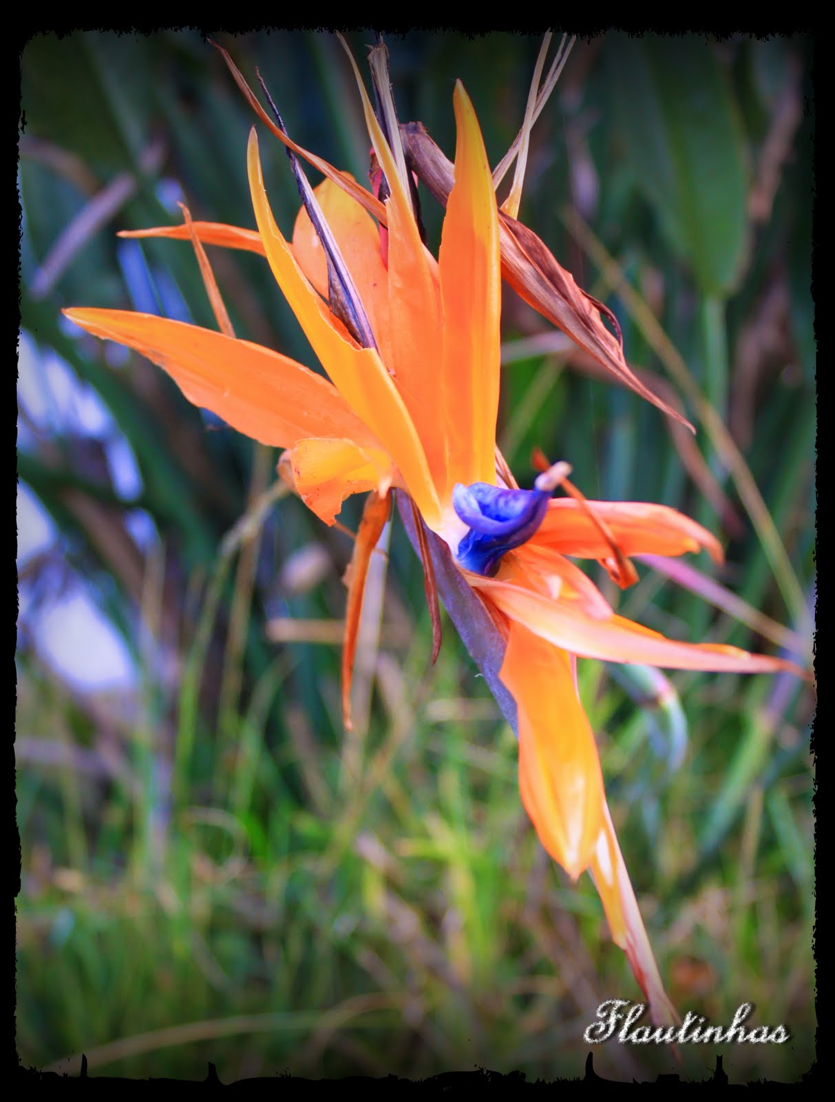 C.F.A.B.: Strelitzia Reginae Ait (Estrelícia) " Concurso Outono"