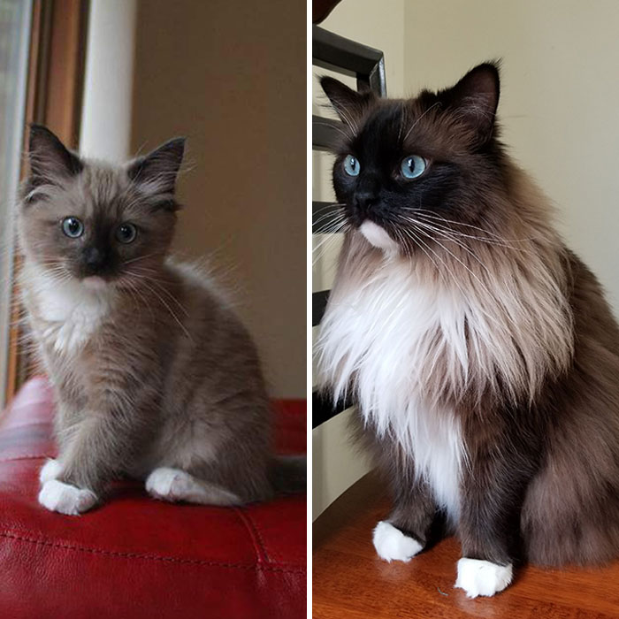 Chingum — Discover Curiosities: Amazing Transformation From Kitten To Cat