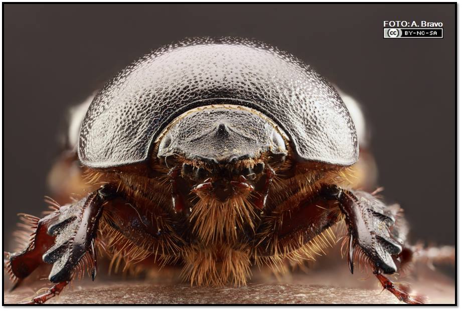 FAUNA AUXILIAR: Clase Insecta/Orden Coleóptera