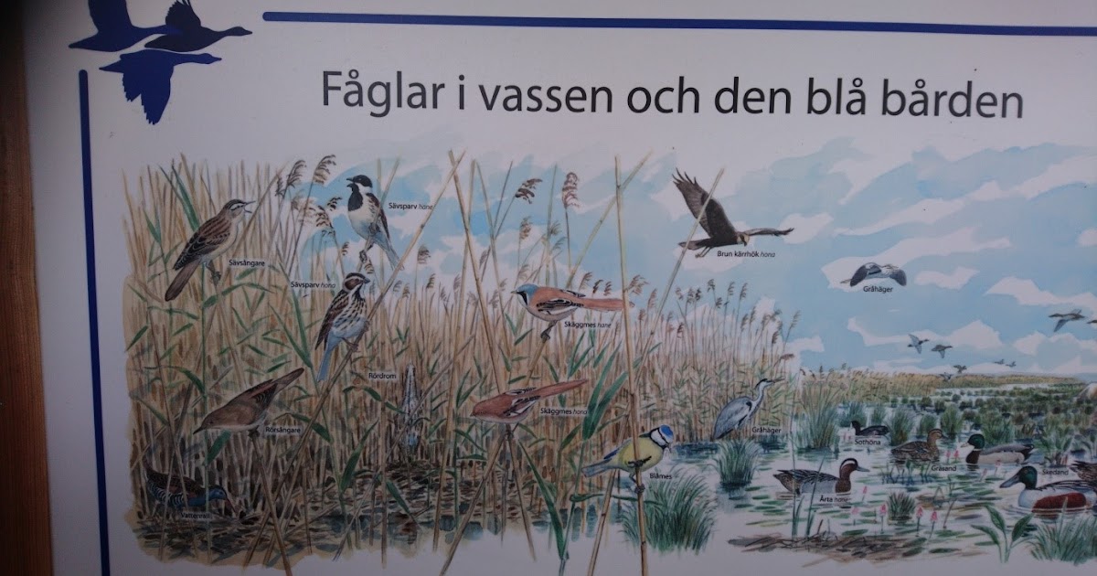 Bloggare | Gavleörings Erik Frodig bloggar om våren som gått!