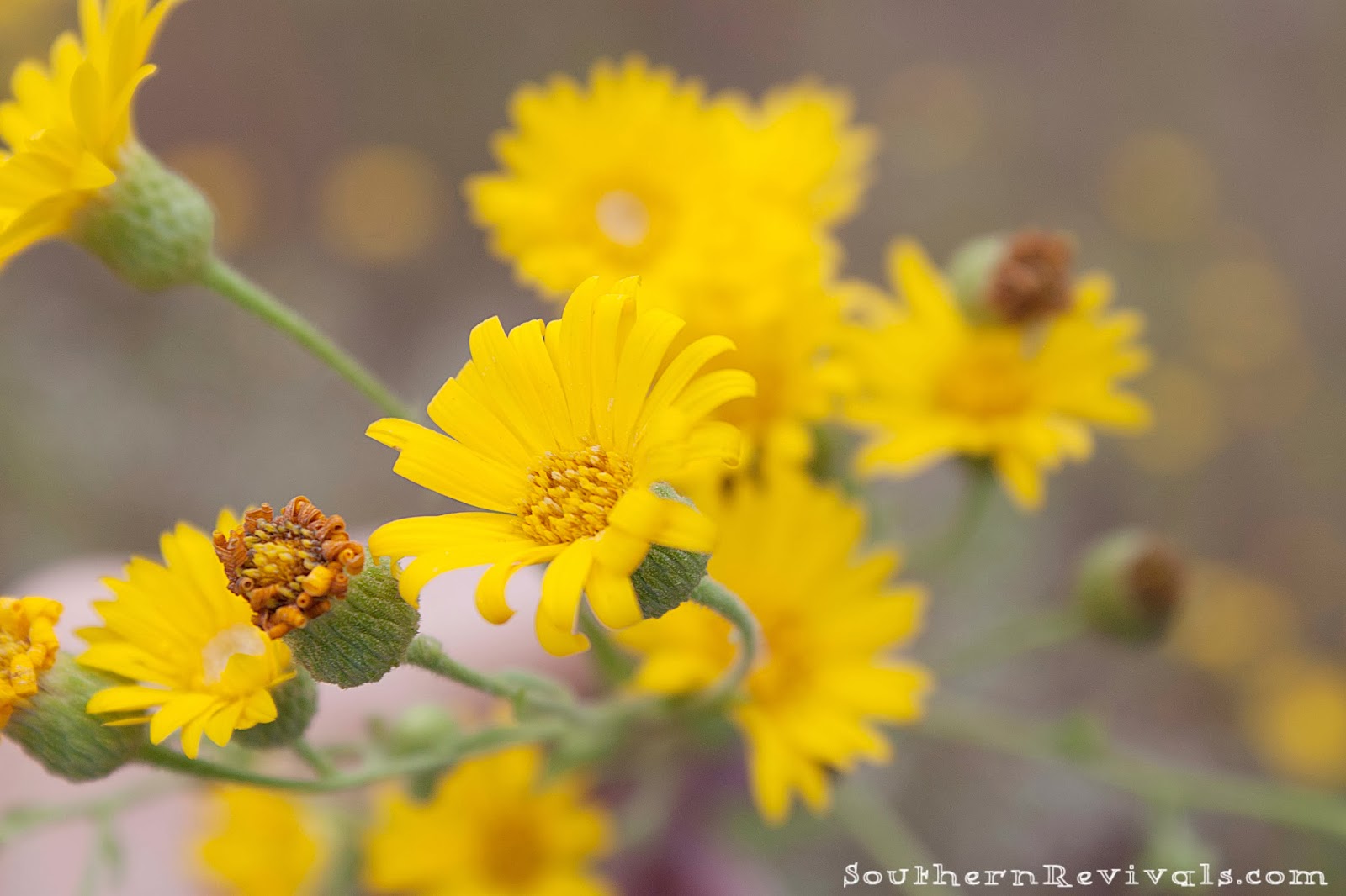 DIY Gorgeous Fall Flower Arrangements for Absolutely FREE - Southern ...