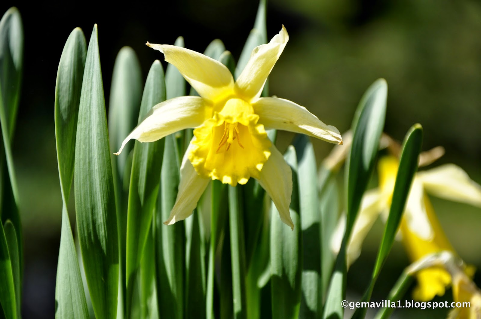 NARCISO DE PRADO - Narcissus pseudonarcissus