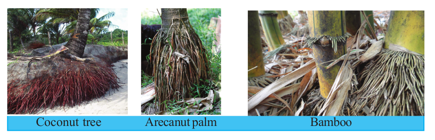 Fibrous root system [നാരുവേര് പടലം ]