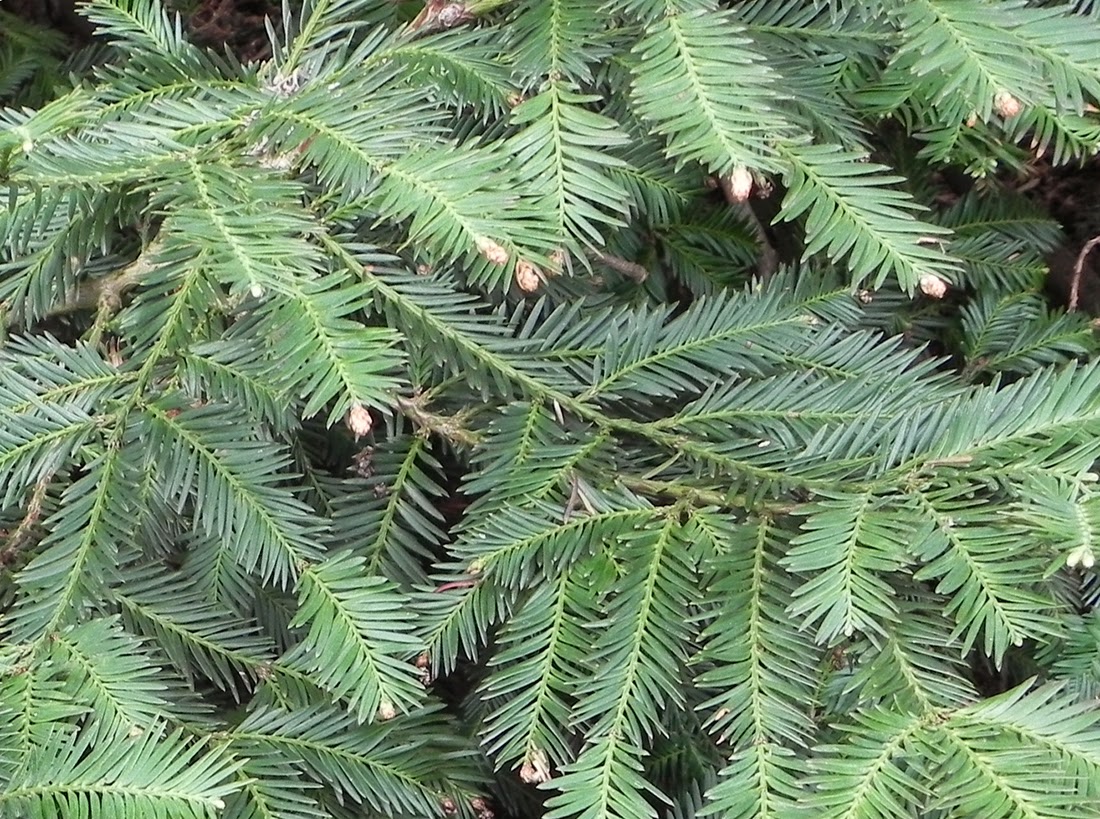 Á R B O L E S . . (T R E E S): Sequoia sempervirens (Lamb.) Endl. (SECUOYA)