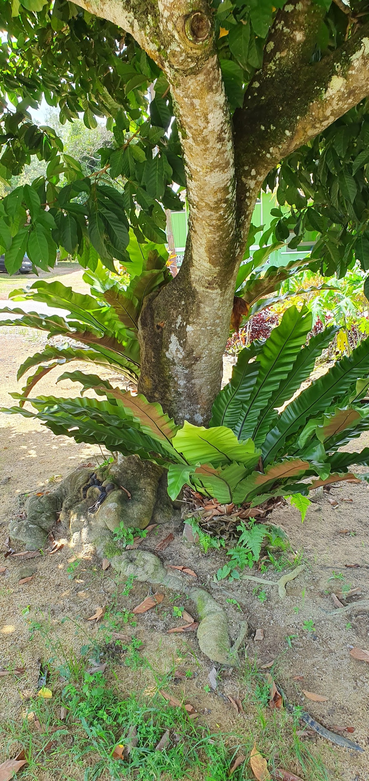 Warisan Petani: Pokok Langsuir