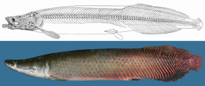 nevertheless: Arapaima, the world's largest freshwater fish