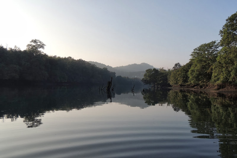 On the Kali River at Dandeli