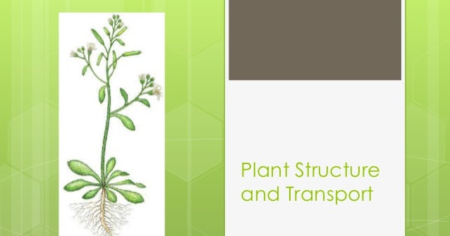 8TH Graders Biologists : Plant Structure and Function