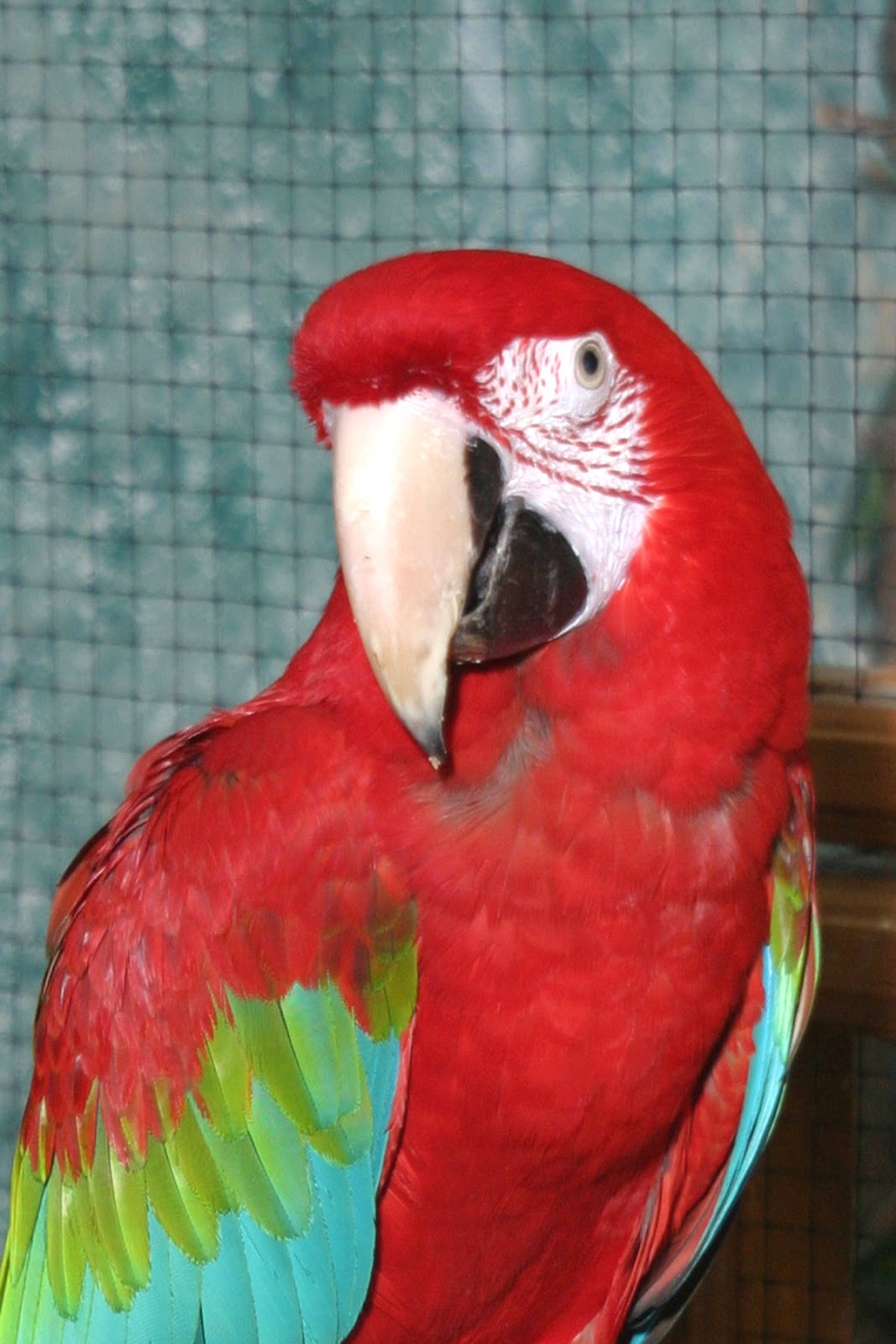 World Bird Sanctuary: Rio The Gentle Giant