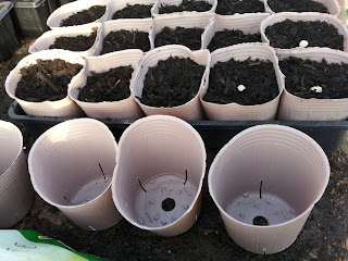 Grow your own vegetables sustainably using organic principles then ...