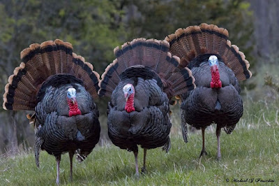 Turkey Stars! | Outdoors | Before It's News