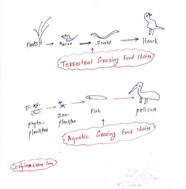 Principle of energy flow| Principle of Trophic level | Principle of ...