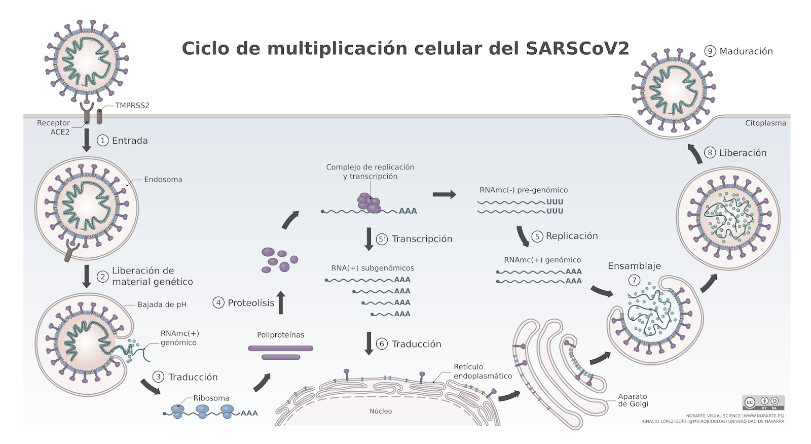 ¿Por qué nos enferman los Virus?: Preguntas y desafíos II