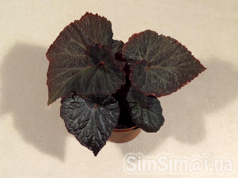Beauty will save the world!!!: Begonia "Midnight Magic"