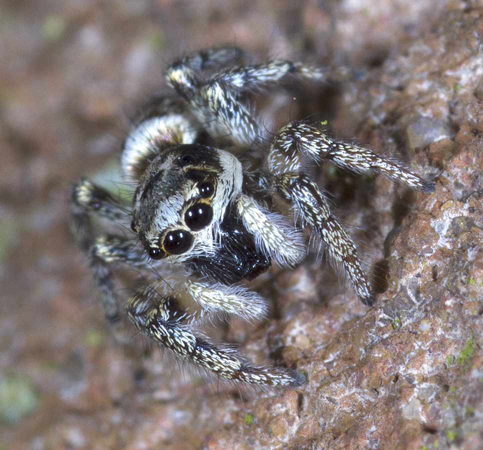 Spidery Presentation: presentation