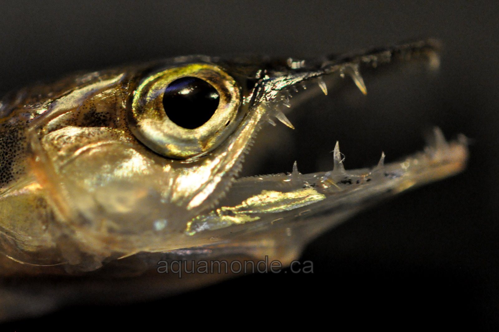 AQUAMONDE: Barracuda Red dogfish-silver. Acestrorhynchus Falcatus