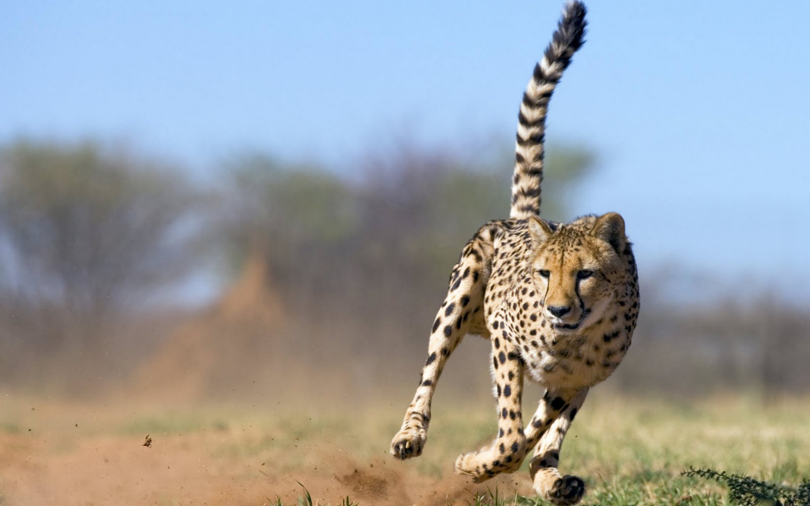 Cheetah - Animals Species Cheetah - Animals Species