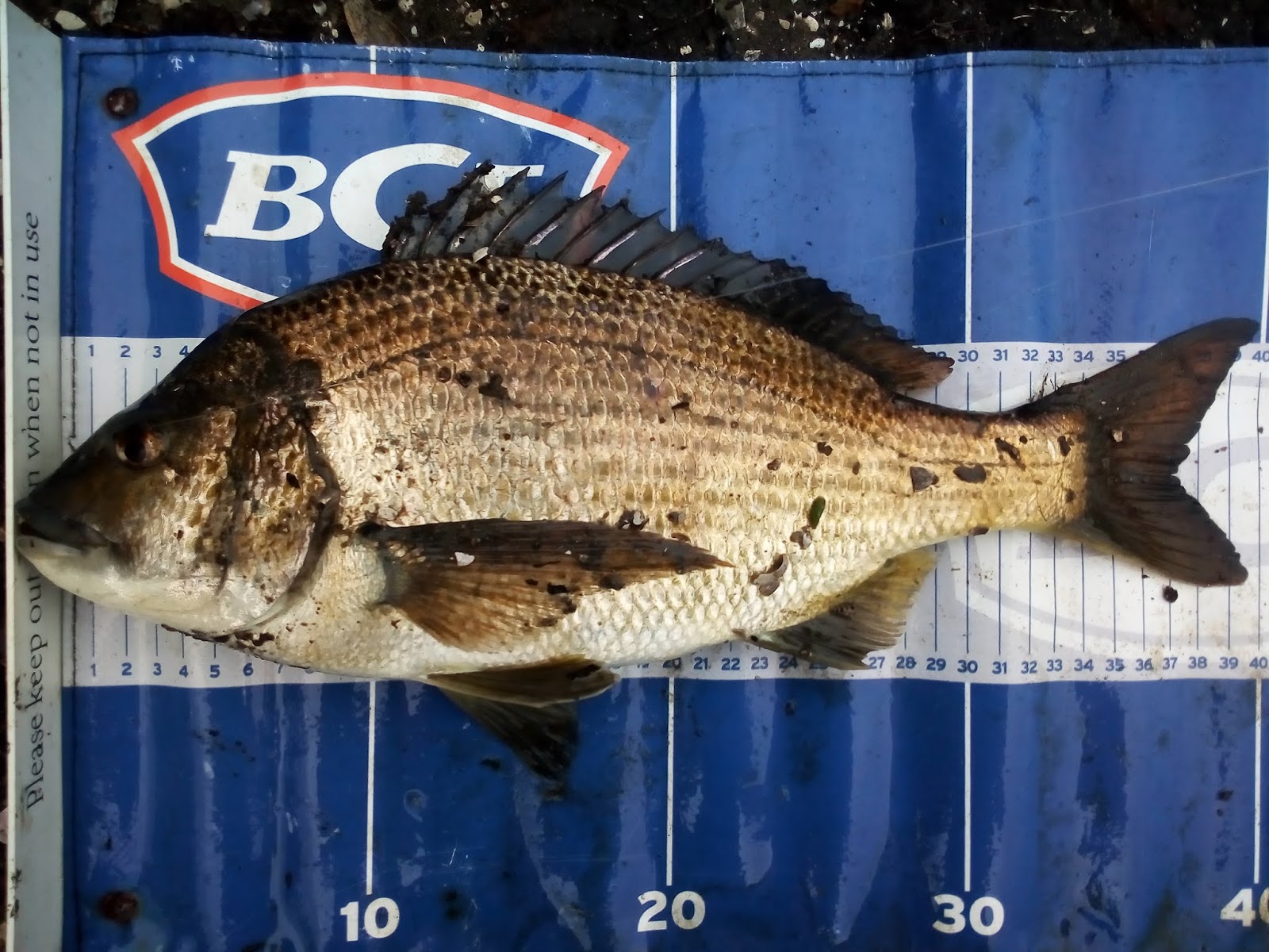 Bream Catcher: Fishing Shallow Water Canals For Bream In Winter