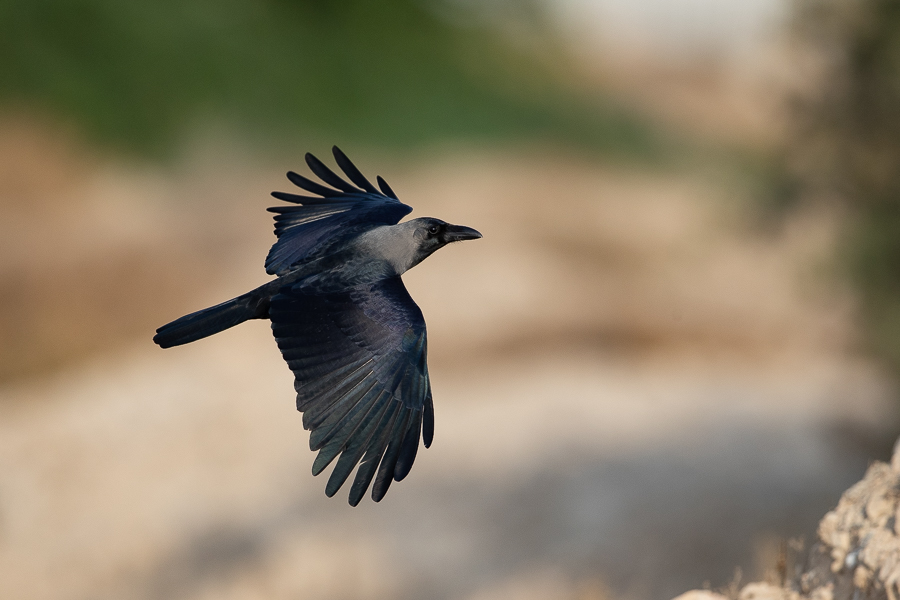 Birds of Saudi Arabia: Two invasive species becoming commoner – Dhahran ...