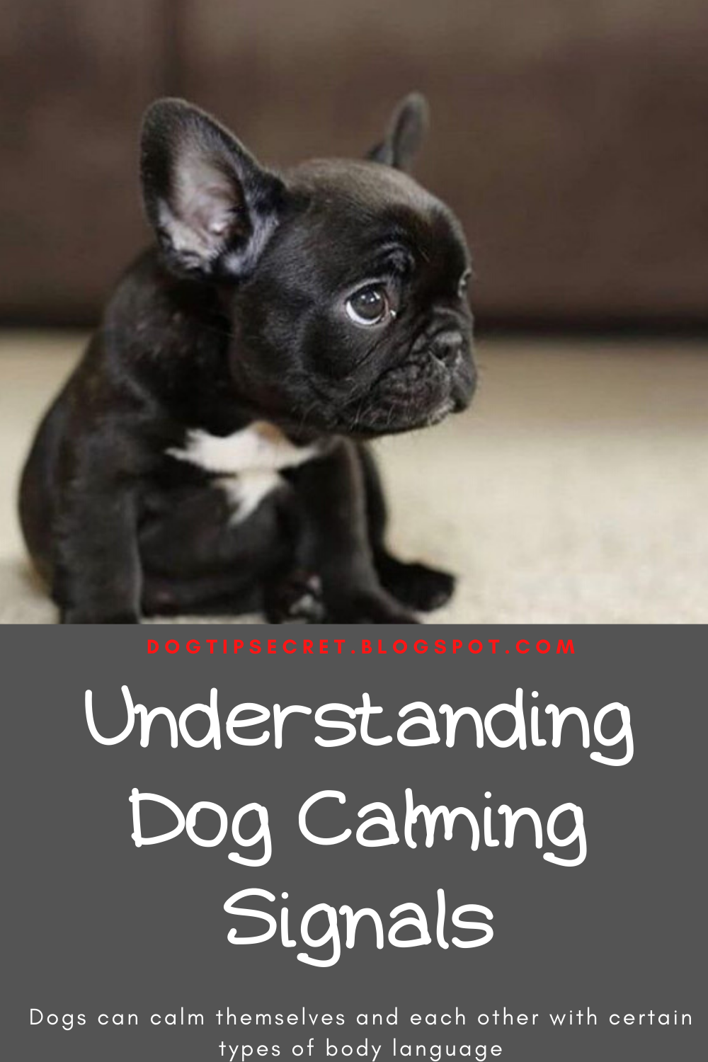 Dog Tips Secret- Understanding Dog Calming Signals | Dog Tips Secret