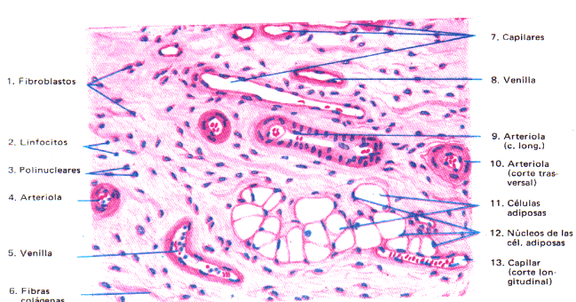 Histología Humana: Tejido conectivo laxo