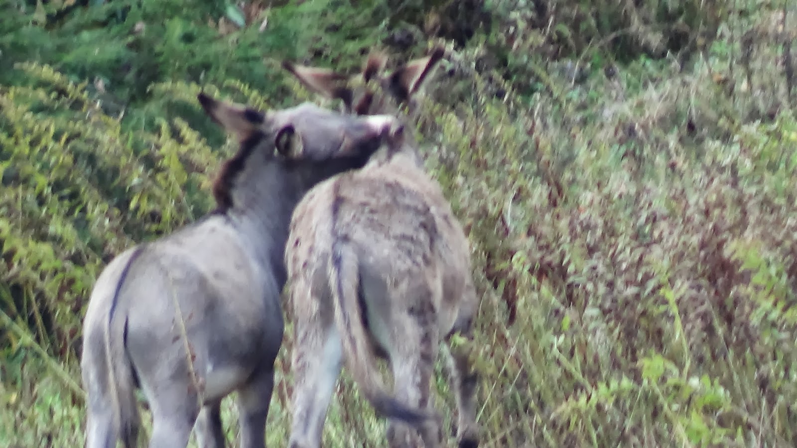 WATERFALL ROAD: THE DAY THE PETTING ZOO TURNED PRIMAL