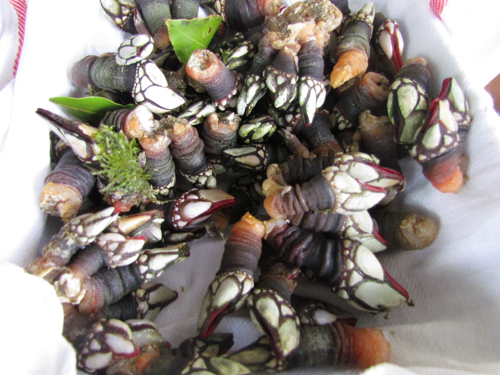Mumandsons: BARNACLES / PERCEBES