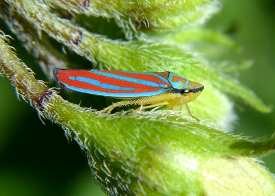 Woods Walks and Wildlife: Garden Bugs Up Close