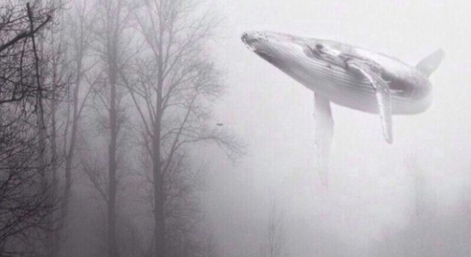 Ahora sé: ¿EN QUÉ CONSISTE EL JUEGO “LA BALLENA AZUL?