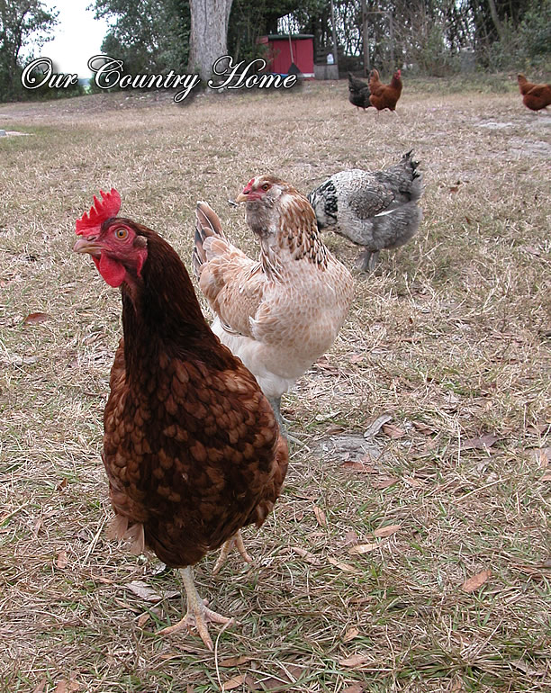 *Our Country Home...: Random Chicken Post