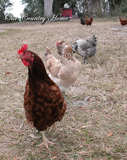 *Our Country Home...: Random Chicken Post
