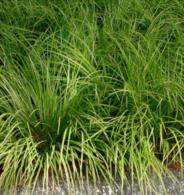 Plant Database: Acorus gramineus