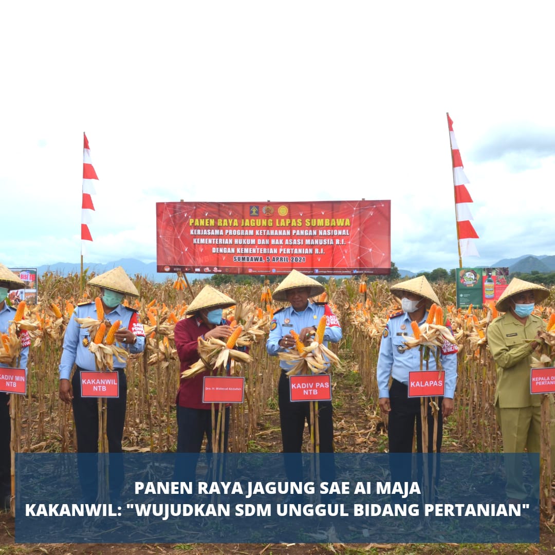 Wujudkan Ketahanan Pangan, Lapas Sumbawa Gelar Panen Raya Jagung ...