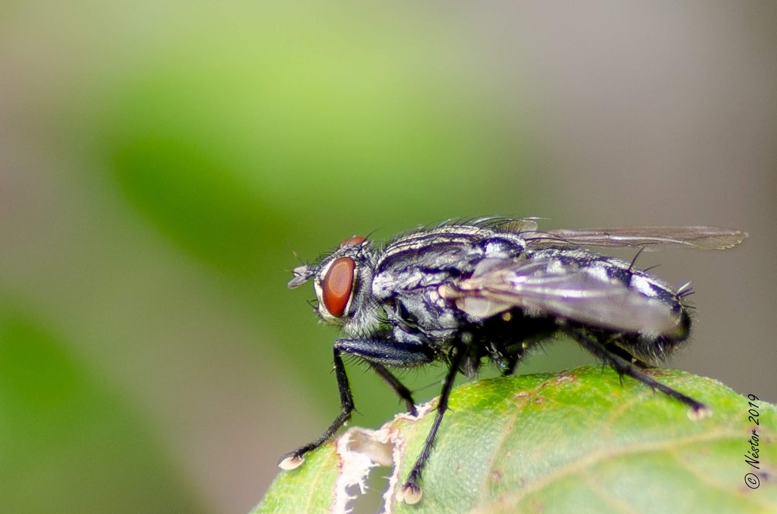 La Lente de Néstor: Mantis Religiosa "Riojana"