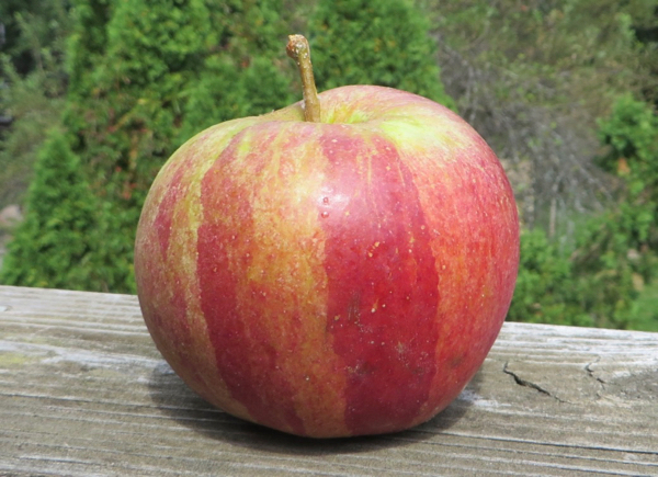 Ellison's Orange - Adam's Apples