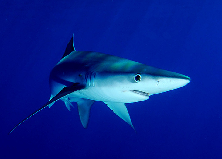 cardigoso: Observando Tubarões nos Açores