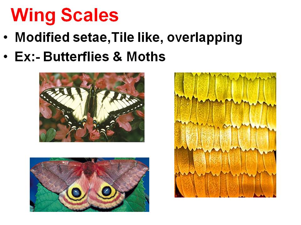 Insect wing, Modifications and Copulation