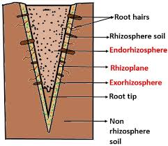 Merlins Micro World: Rhizosphere