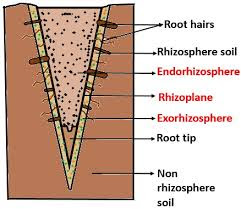 Merlins Micro World: Rhizosphere