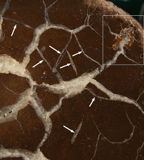 Epoka kamienia lanego.: Septaria - mistyfikacja naukowa.