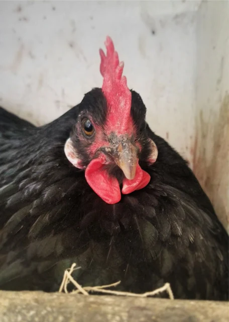 How to Break a Broody Hen - Fresh Eggs Daily® with Lisa Steele