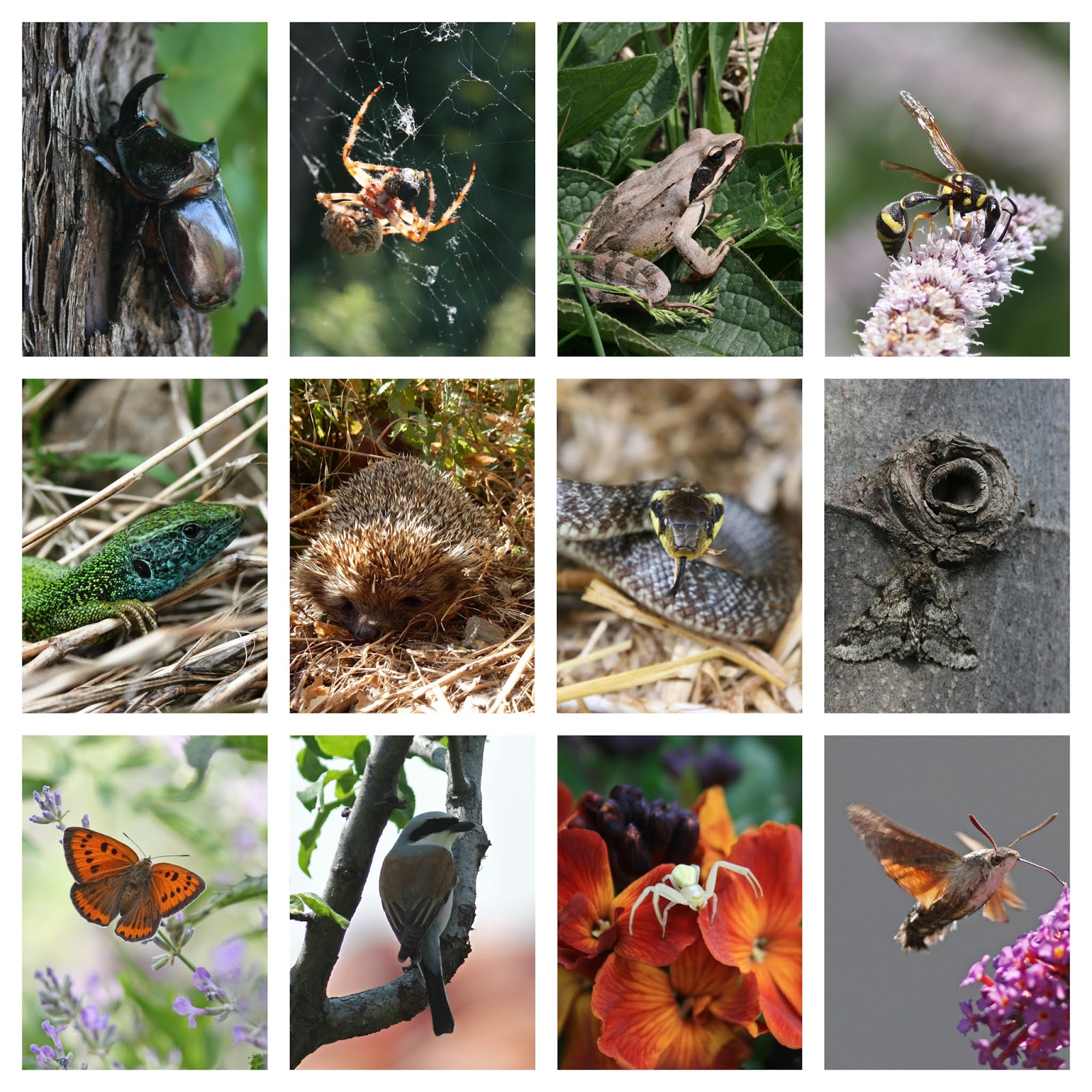 Balkan Ecology Project : Biodiversity and Habitat - How we may support ...